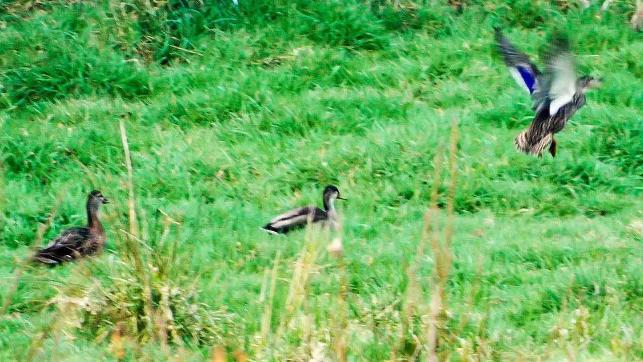 Grey Duck x Mallard Drakes Chasing Female - New Zealand Native Birds ...