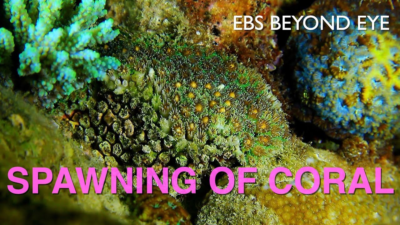 One day in a Year!! Special Spawning Day for Coral Reef | EBS Ocean ...