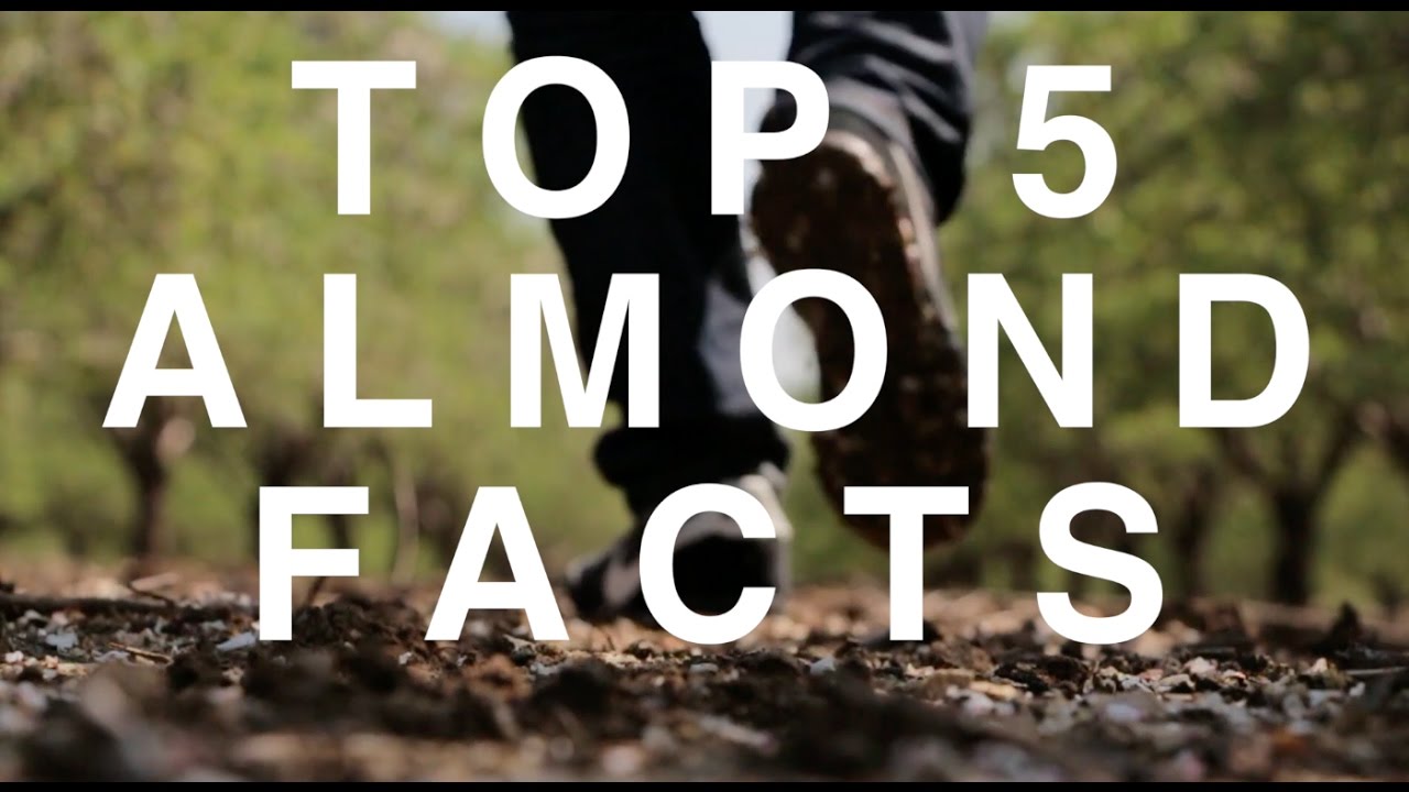 TOP 5 FACTS ABOUT ALMONDS YOU DIDN'T KNOW - YouTube