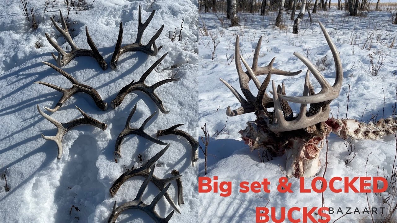 Shed Hunting, Big Sheds & Locked Bucks!!! - YouTube