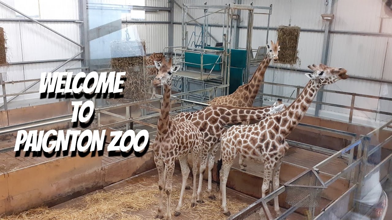WELCOME TO PAIGNTON ZOO 2019 ||PINAYsaUK - YouTube