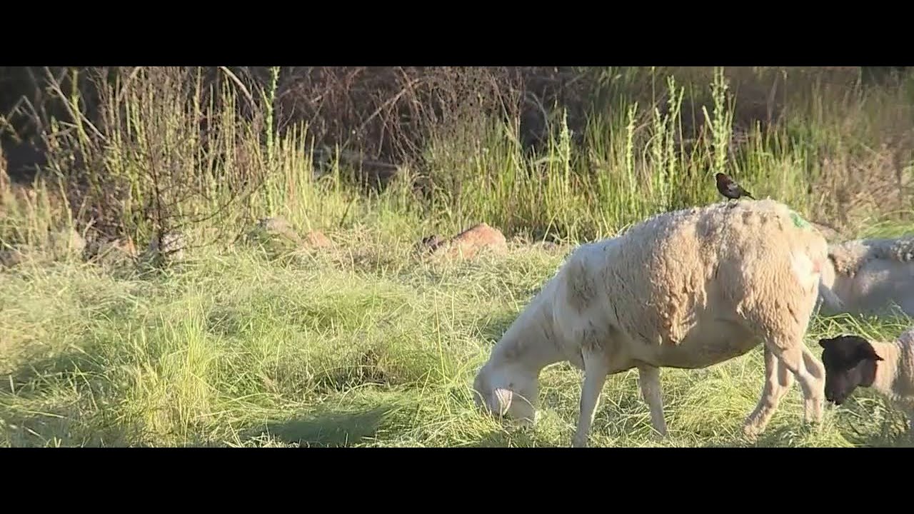 Elk Grove brings in hundreds of goat for grazing to help with fire ...