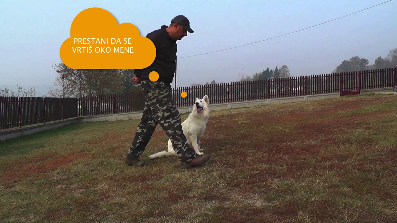 Dresura pasa svih rasa (2019) - YouTube