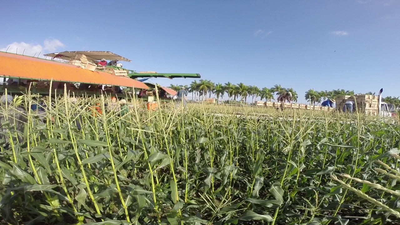Sweet Corn Mule Train Harvest - YouTube
