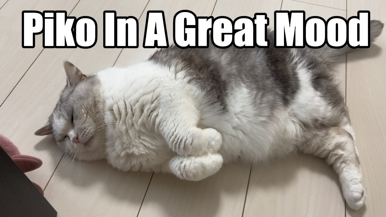 When Piko is in a good mood, he acts like this - YouTube