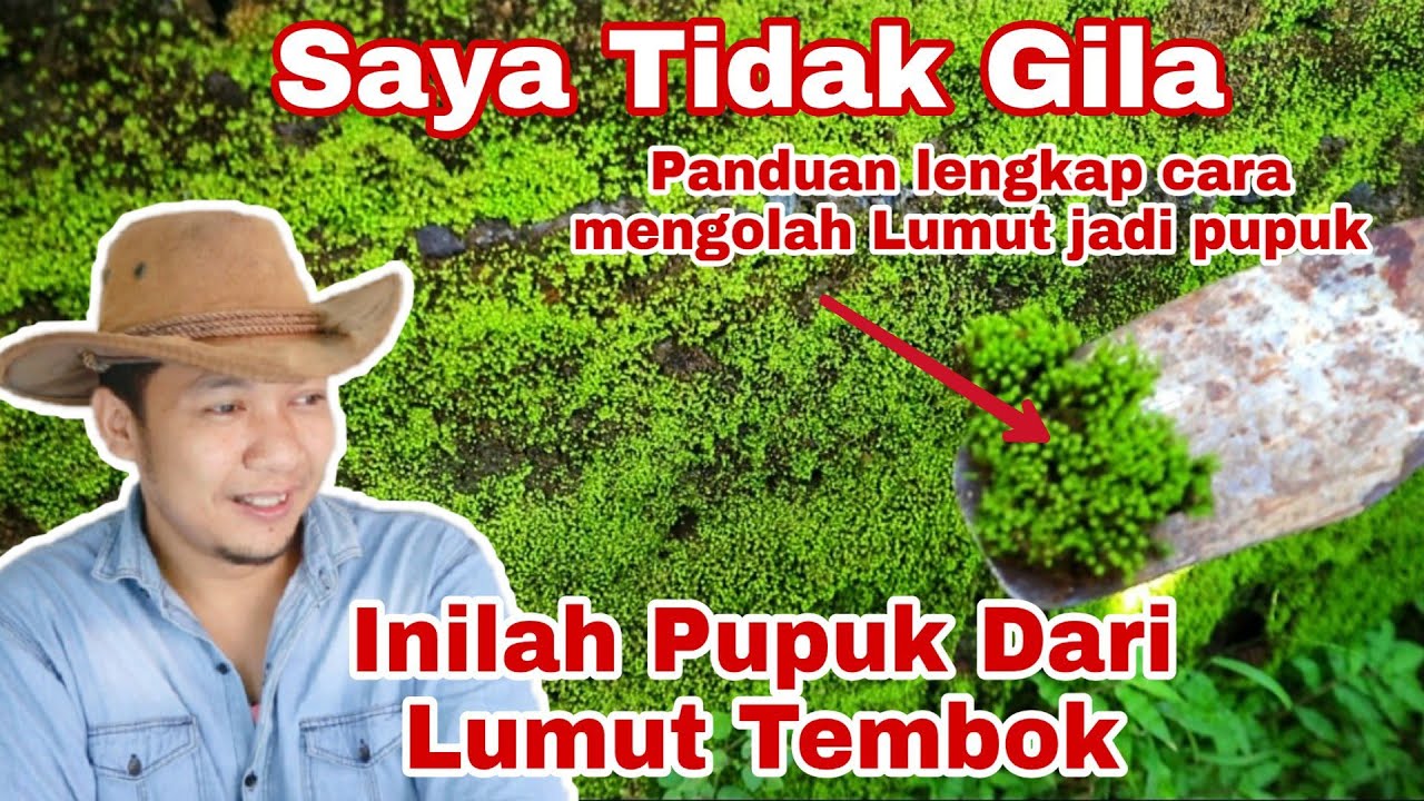 Pertama di Dunia, Pupuk dari Lumut Tembok - YouTube