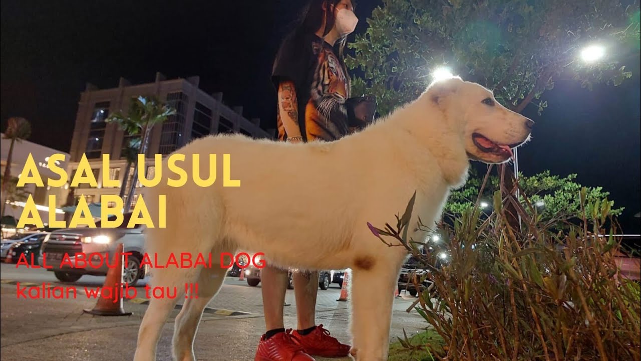 ASAL USUL ANJING ALABAI,HISTORY ALL ABOUT ALABAI,TINGGI DAN BERAT ...