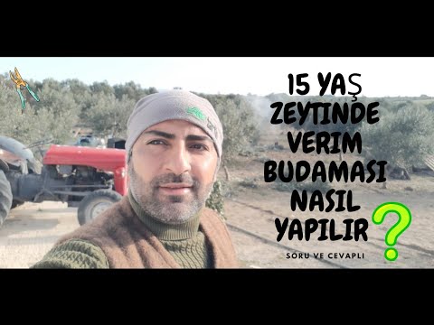 15 Yaş Zeytinde Ürün Budaması