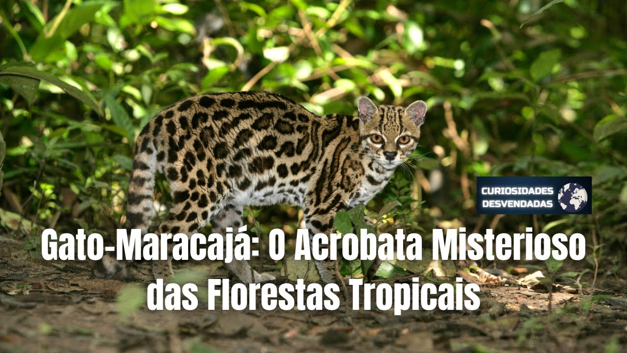 Gato-Maracajá: O Acrobata Misterioso das Florestas Tropicais - YouTube