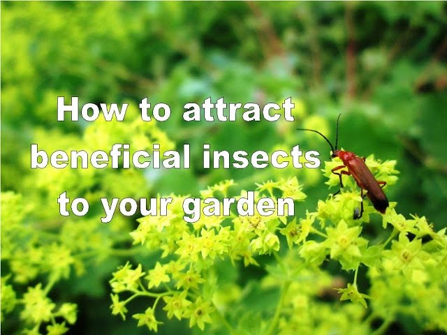 Attract Beneficial Insects Your Garden | Fasci Garden