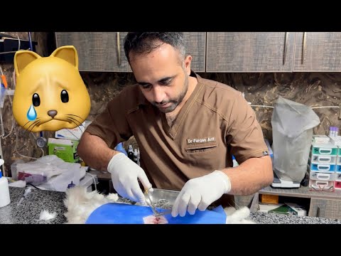 How to treat abscess after cat fight | Cat Fight Wound | Aliyan Vets ...