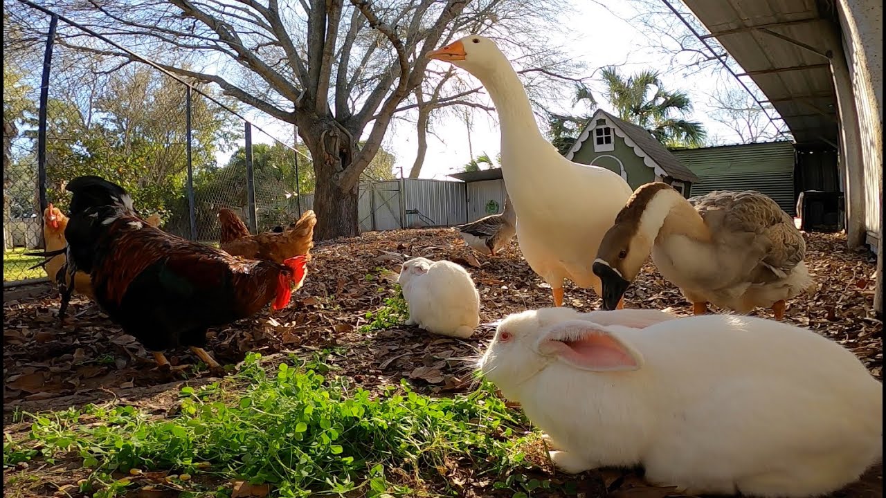 #GoProHERO8Black ️ I Love my Guard Goose, Rabbits, Ducks, Chickens ...