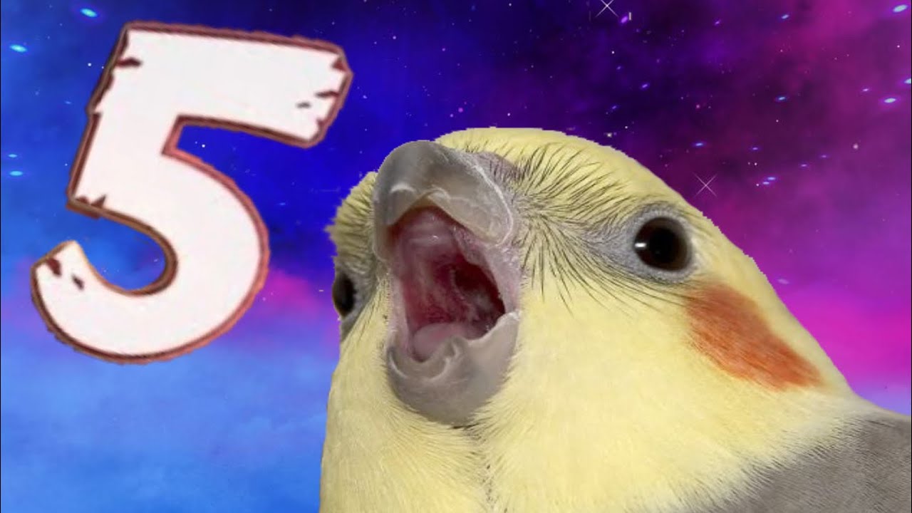Dank bird memes #5 - YouTube