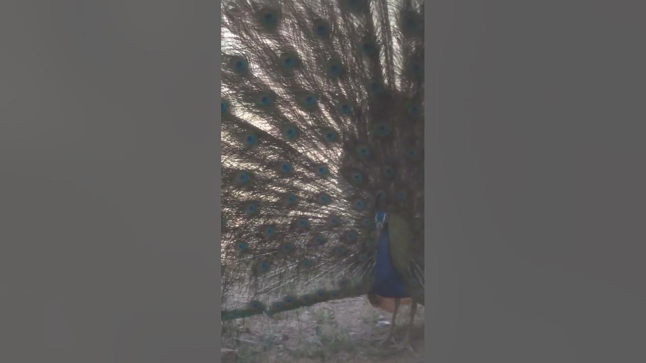 Peacock Dance 😊😊 Peacock Dance Youtube