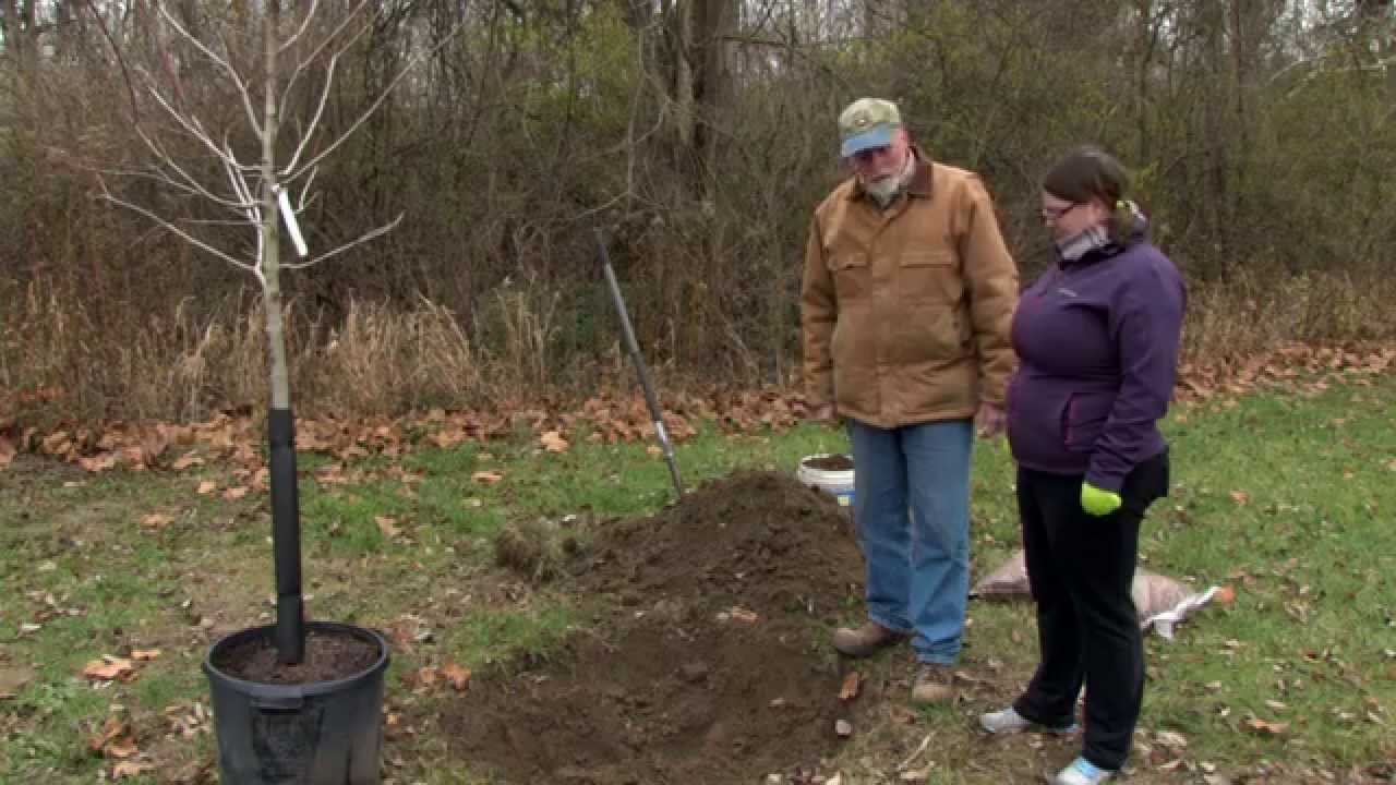 Planting Containerized Trees | Indiana DNR - YouTube