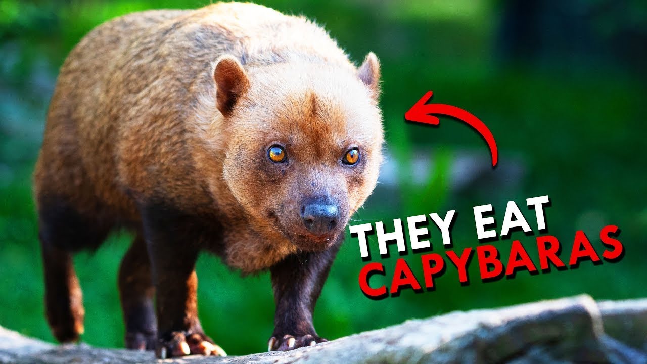 The Bush Dog Is So Rare They Thought It Was Extinct - YouTube
