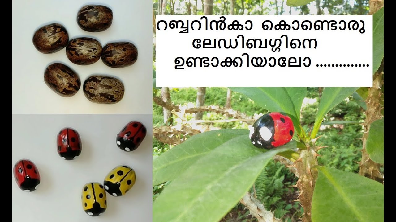 Lady bug using Rubber seeds - YouTube