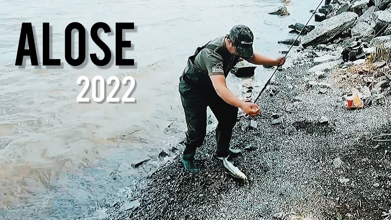 Pêche : Alose 2022 | Barrage Pie IX - YouTube