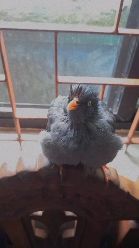 robin whistling jungle mayna #birds #jungle #talking #cute #whistling # ...