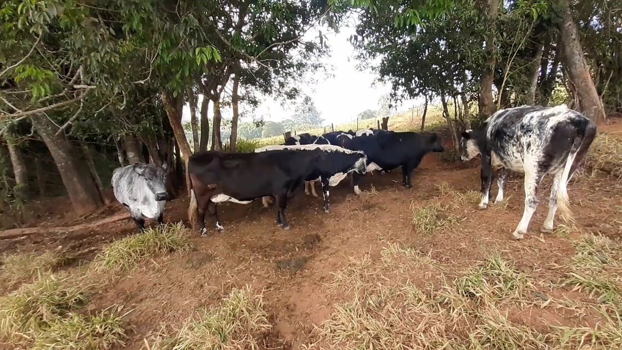 MOSTRANDO COMO É FEITO O MANEJO COM AS VACAS DO PRÉ PARTO - YouTube