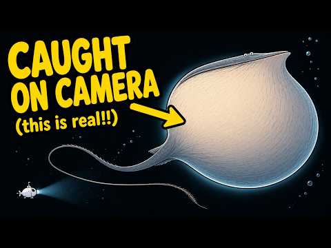 The Strangest Deep Sea Creatures Ever Caught on Camera