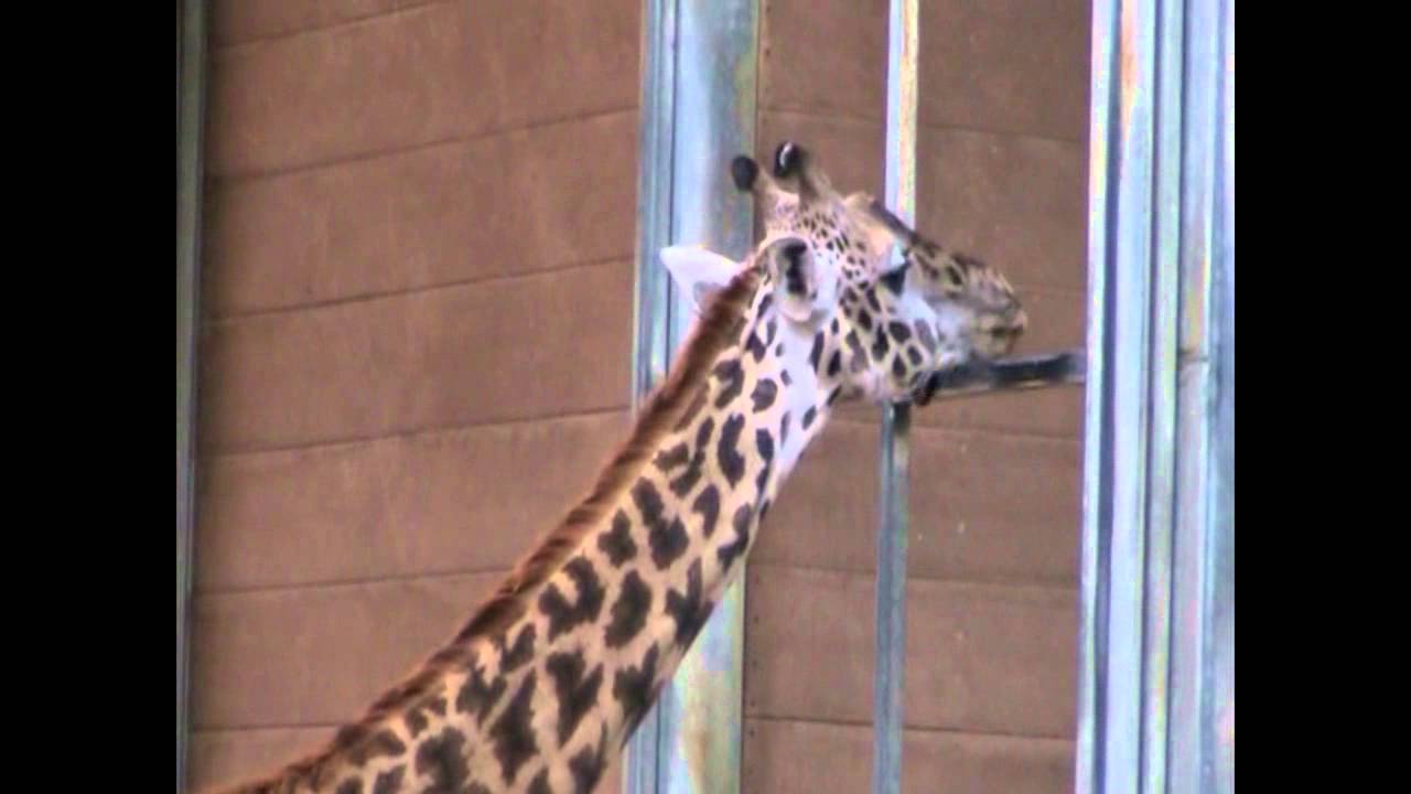 Giraffe Flosses With Pole - YouTube