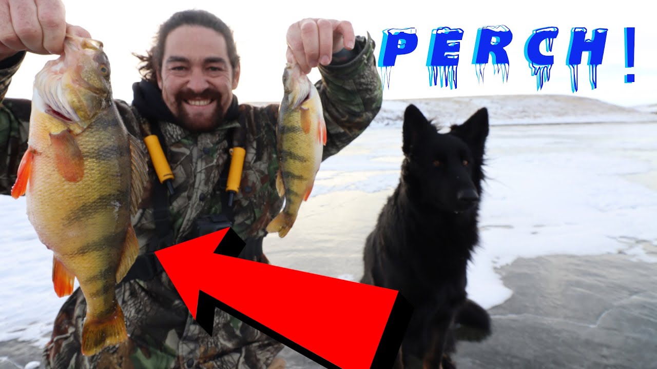 Ice Fishing Saskatchewan / HUGE JUMBO PERCH / Early Ice 2021 / How To ...