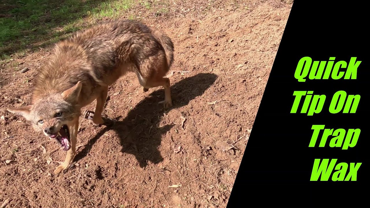 Quick Tip Trap Wax.. Coyote Trapping Pradator Control - YouTube