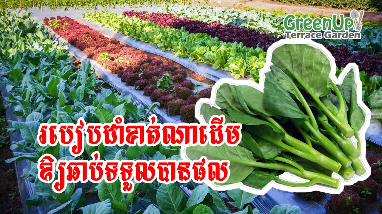 របៀបដាំខាត់ណាដើម | How to grow Chinese kale | Chinese broccoli | Gai ...