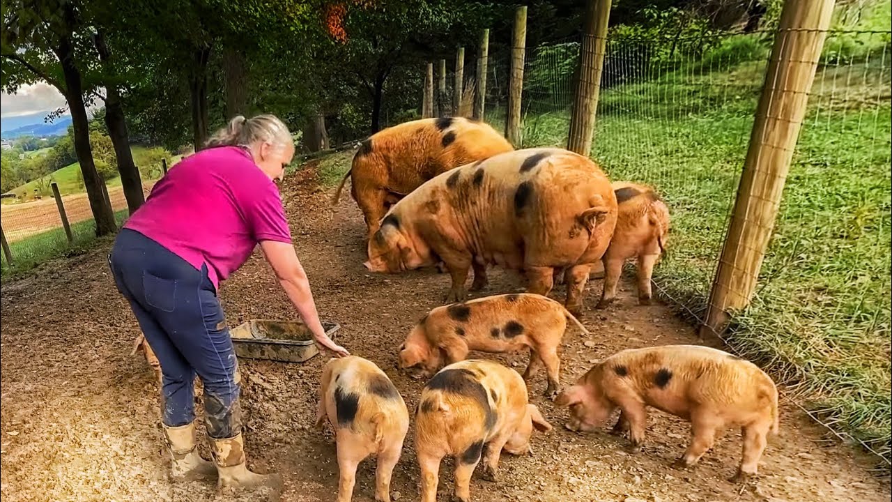 5 QUICK TIPS for OUTDOOR Pig Fencing | Pork Tour - YouTube