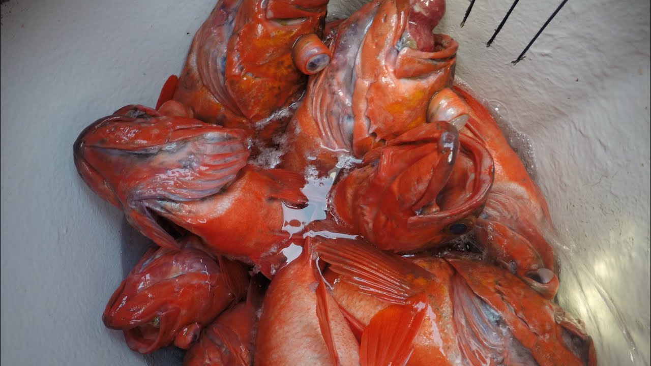 CATCHING HUGE ROCKFISH AT CATALINA ISLAND - YouTube