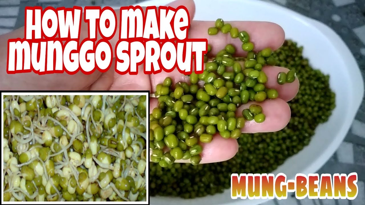 HOW TO MAKE MUNGGO SPROUT/MUNG-BEAN SPROUT | HOW TO MAKE TAUGE | STEP ...