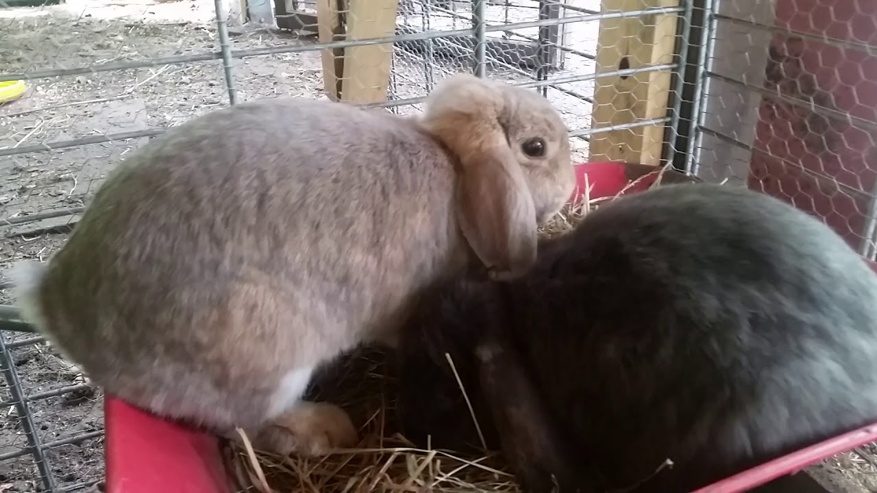 Kaninchen Stall auf räumen Vlog - YouTube