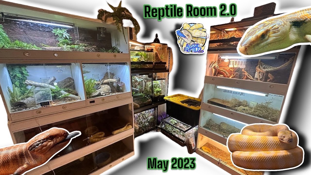 Reptile Room 2.0 | May 2023 Update! - YouTube