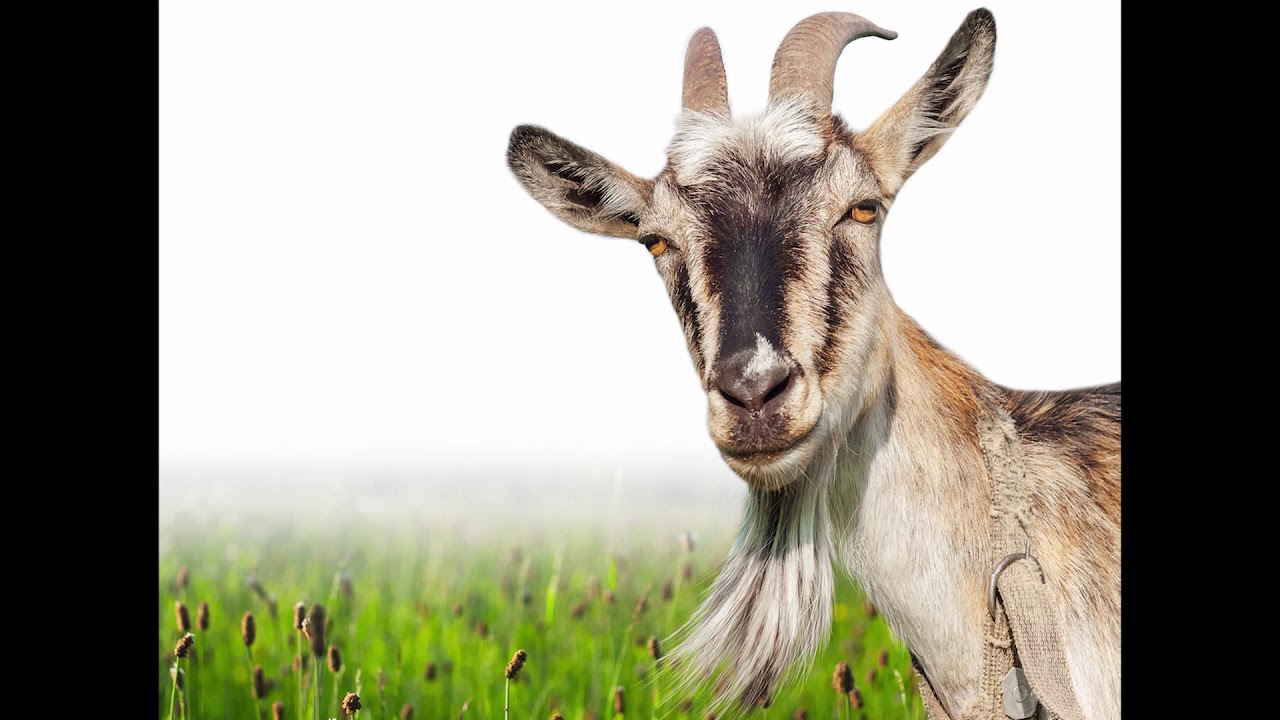 Fanatic Squirrel - Goat Yeah - YouTube
