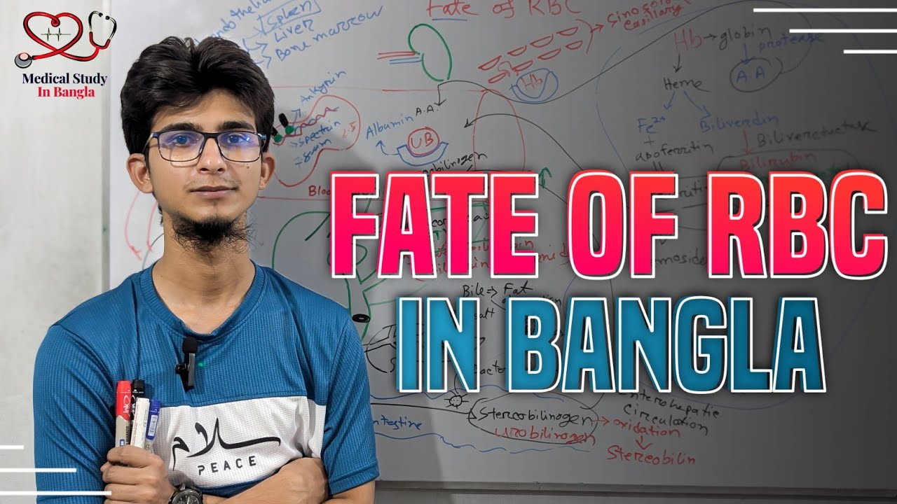 Fate of RBC in bangla - YouTube