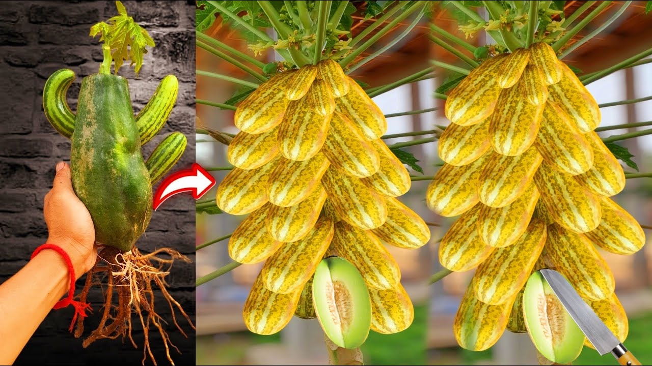 Great grafting : How i Grafting papapya with cucumber ;Fruit papaya To ...