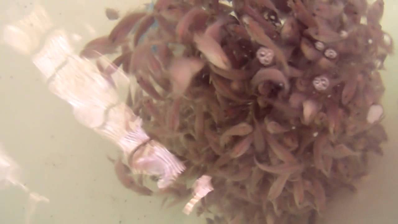 Orange Spotted Grouper Fingerlings 1 - YouTube