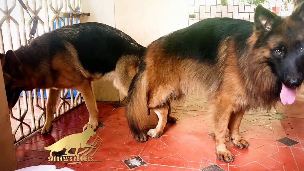 German Shepherd Mating - YouTube