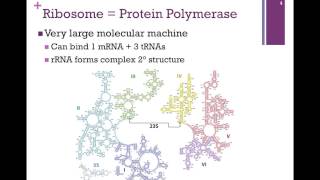 186-Ribosome Structure