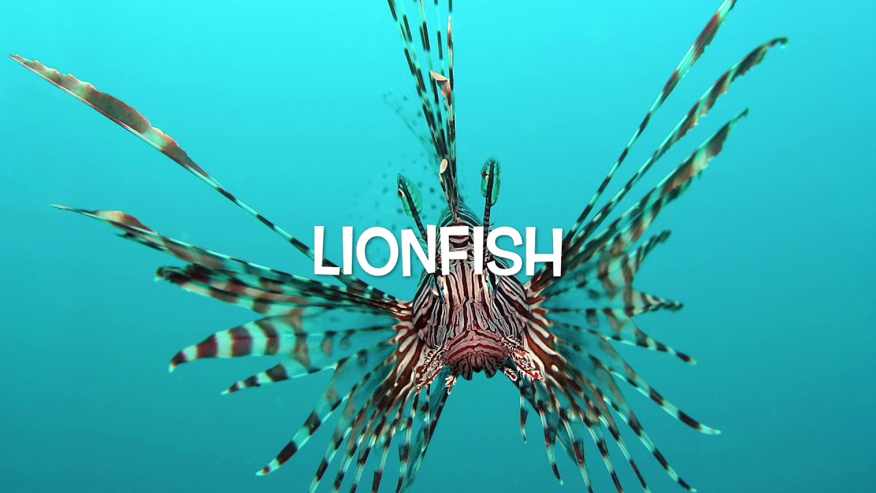 Creation Story # 4: FISH - YouTube