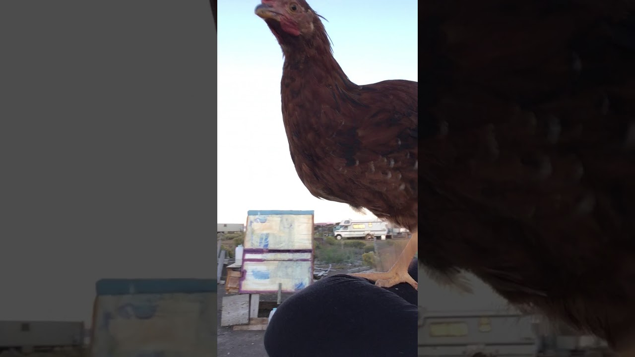 Chicken on my shoulder - YouTube