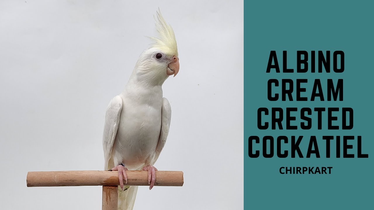 Albino Cream Crested Cockatiel ll Cockatiel ll Pet Birds ll Love Birds ...