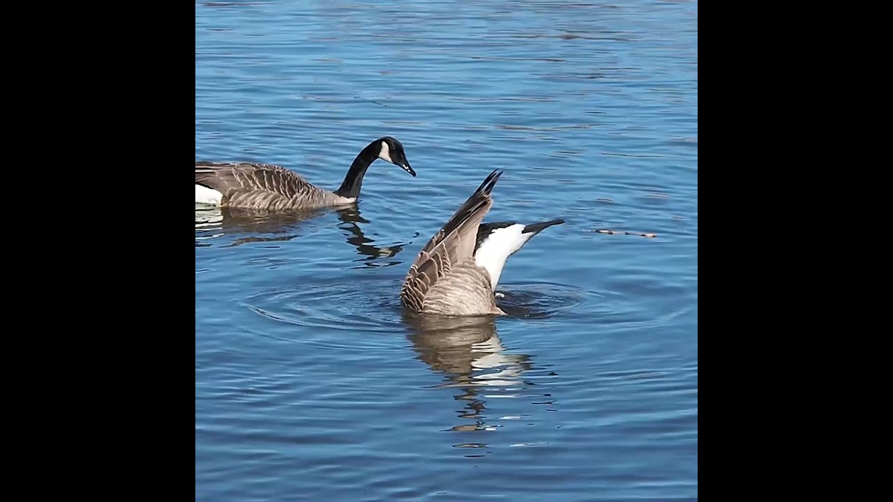 Canadian Geese Diving and Dabbling In The Water - #shorts - YouTube