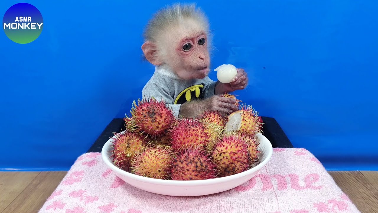 ASMR Baby Monkey Suri Eats Rambutan #5 | Monkey ASMR - YouTube