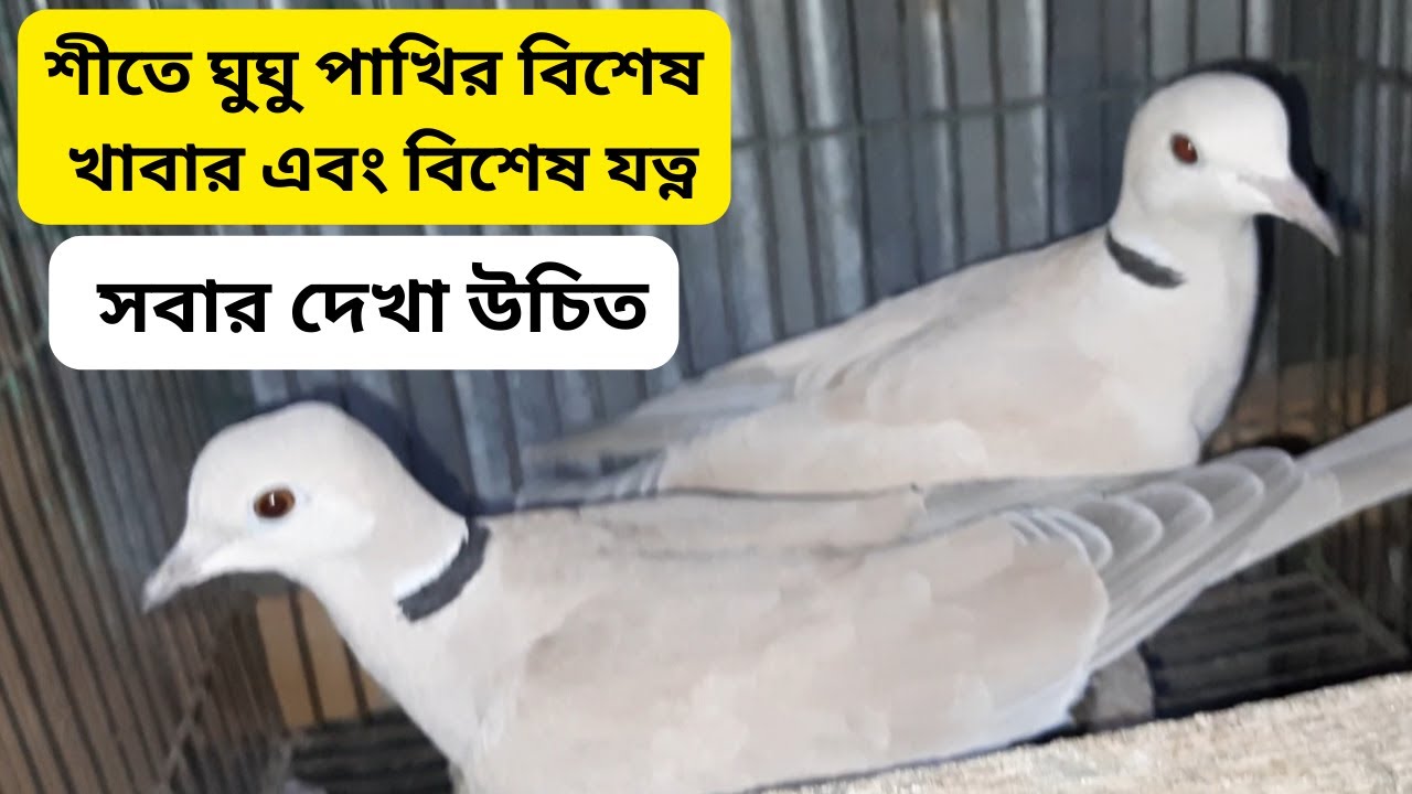 সবার দেখা উচিত | শীতকালীন ঘুঘু পাখি খাবার ও বিশেষ যত্ন/gogo pakhi ...