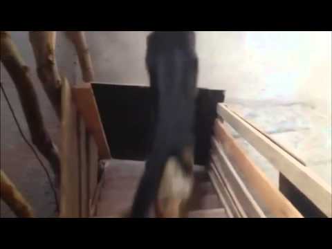 Dog Jumping Over Gate FAIL || KARMA - YouTube