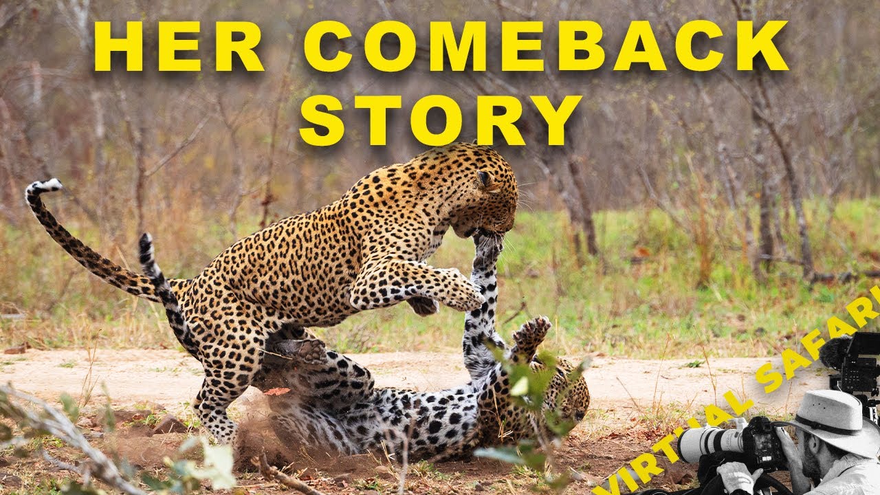 Leopard's Remarkable Recovery | Virtual Safari #290 - YouTube