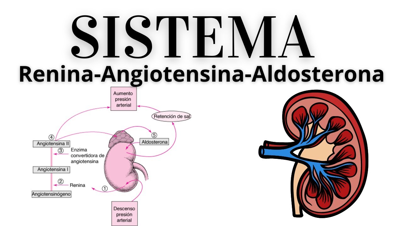 SISTEMA RENINA ANGIOTENSINA ALDOSTERONA (MANERA FÁCIL) - YouTube