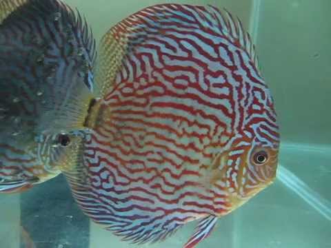 Selected "Wild Cross" discus pair with fry - YouTube